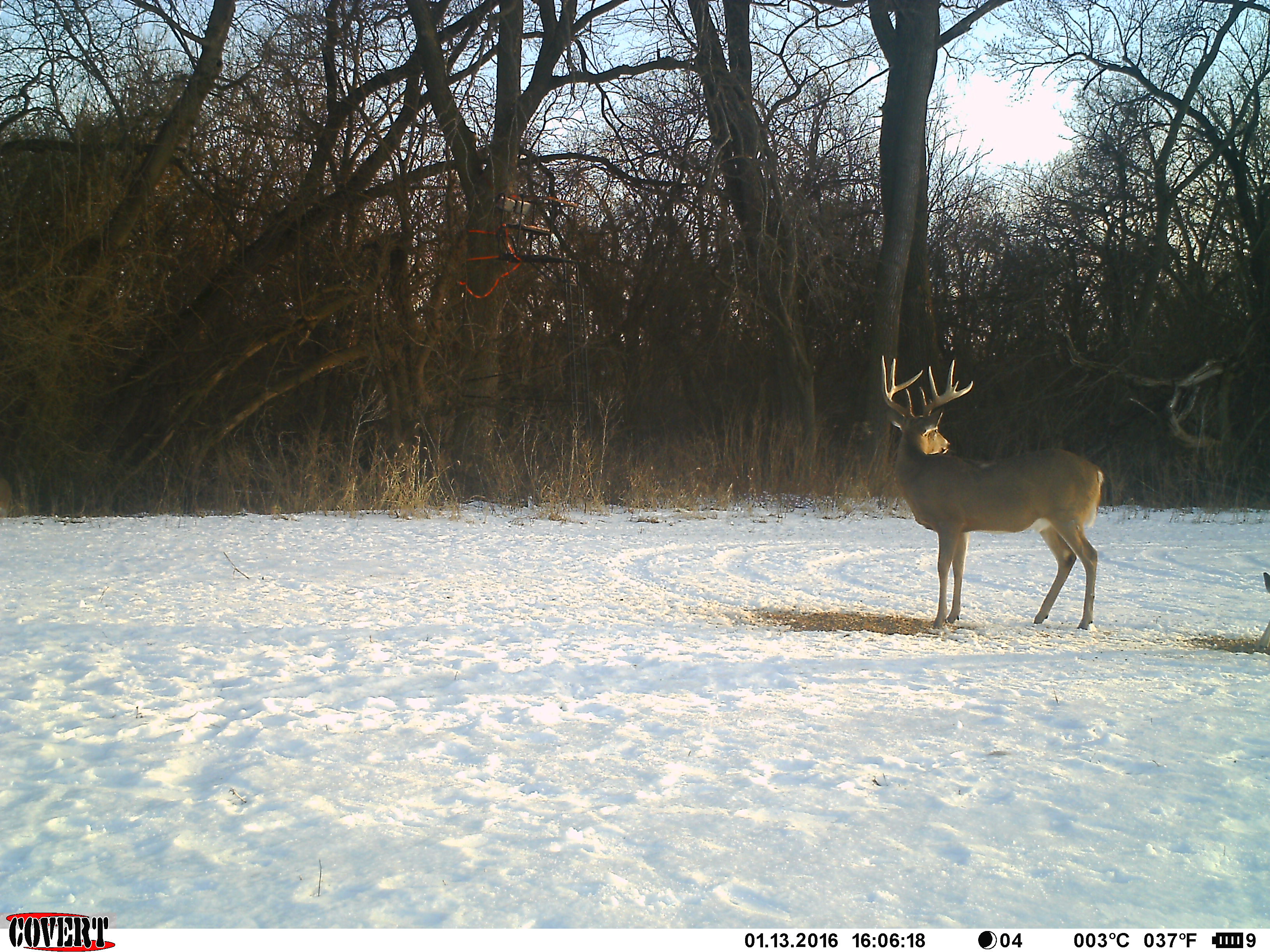 Attract Quality Deer to Your Hunting Property - National Land Realty Blog