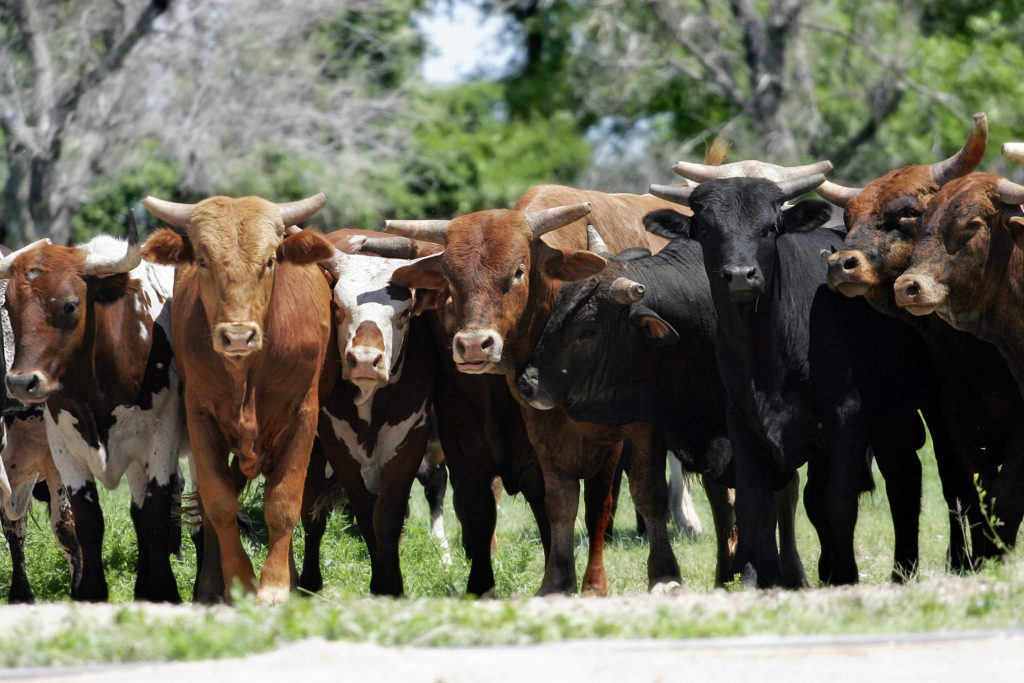 Spring Bull Sales Hold Strong - National Land Realty News
