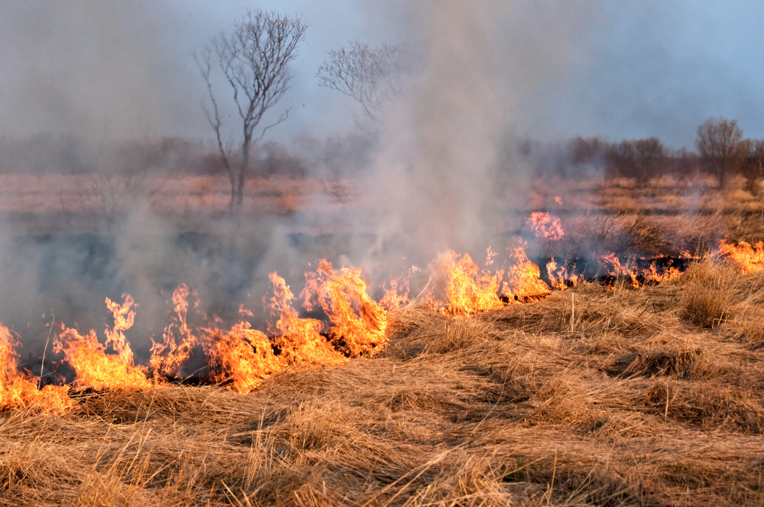 The Landowner’s Guide to Prescribed Burns - National Land Realty News