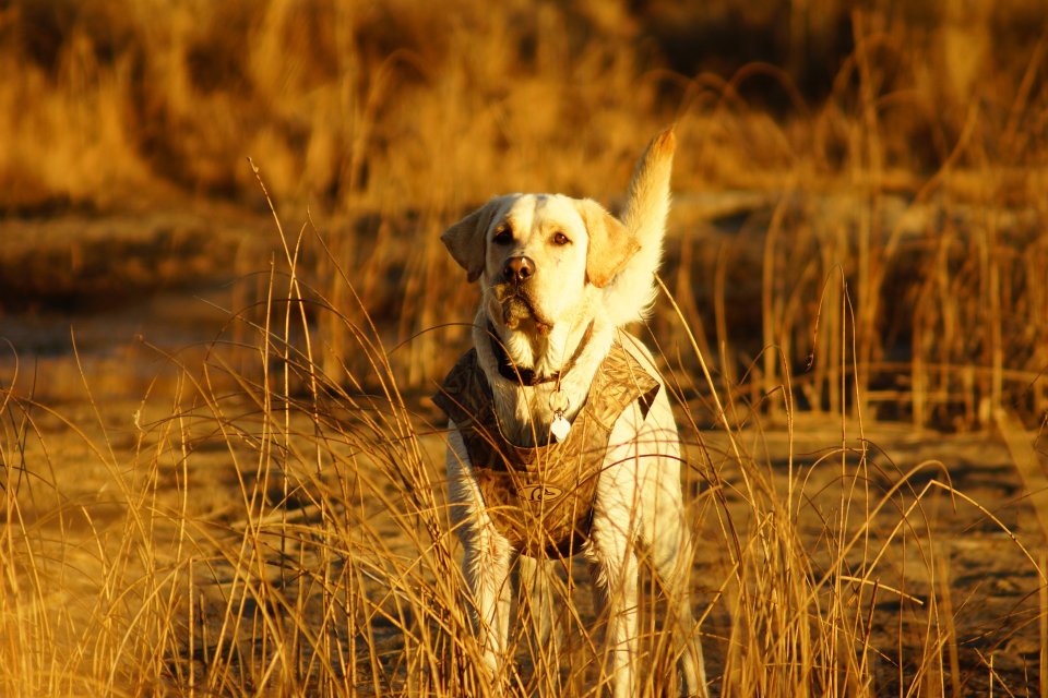 Tips for Training a New Hunting Puppy - National Land Realty News