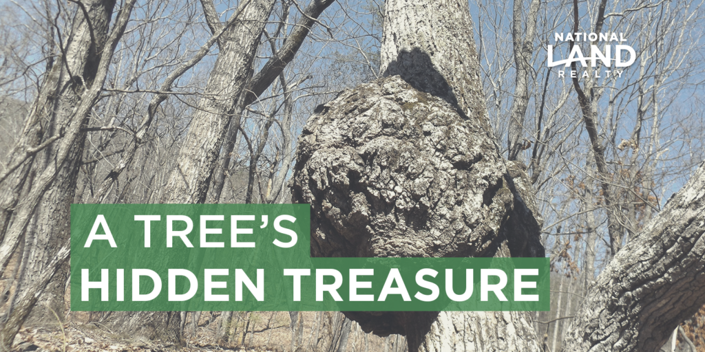 A Tree's Hidden Treasure - National Land Realty Blog
