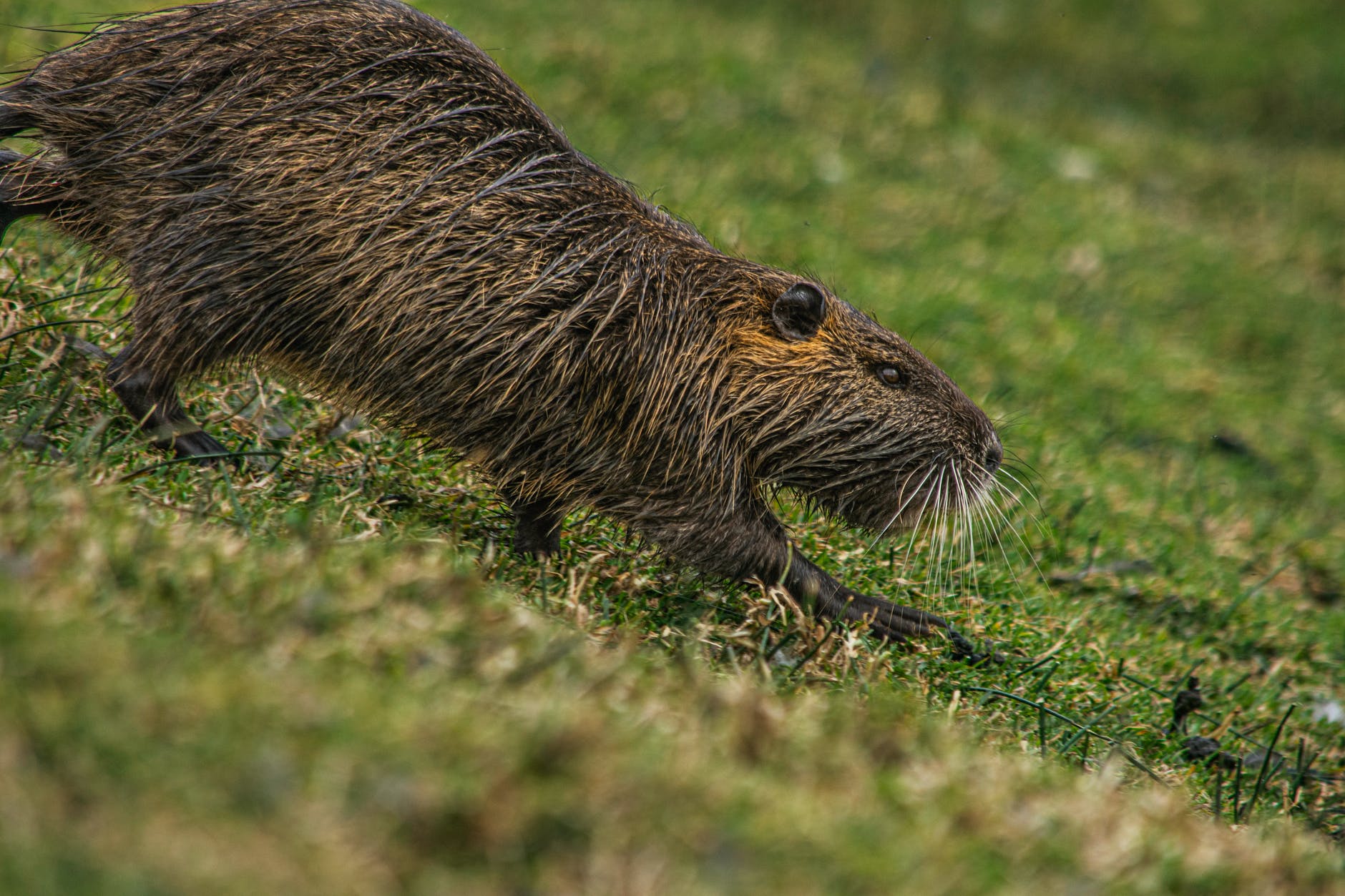 Beaver Management Tips - National Land Realty News
