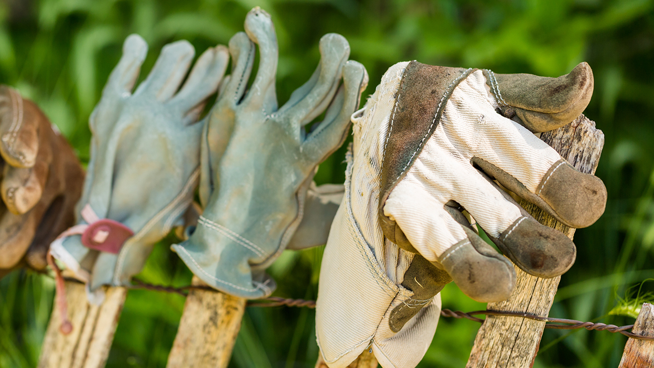 Tips for Starting a Hobby Farm - National Land Realty News