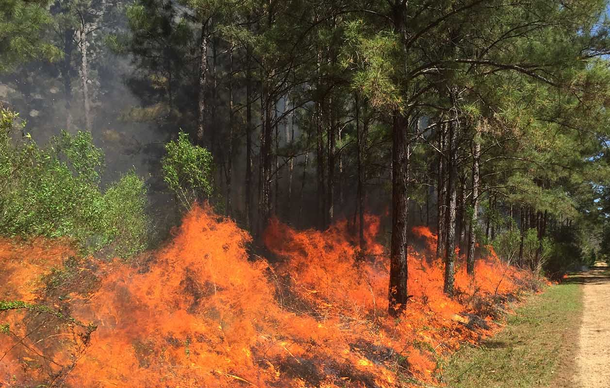 Understanding Prescribed Burning - National Land Realty News