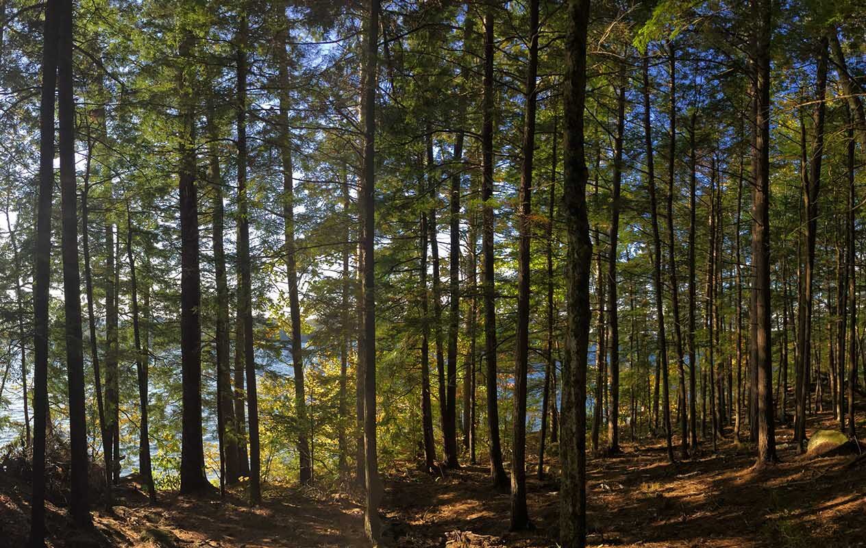 What is a Timber Cruise? - National Land Realty News