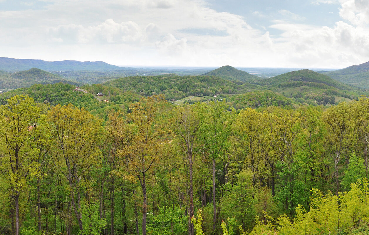 Why is a Tax Basis Important for Timber Properties? - National Land ...