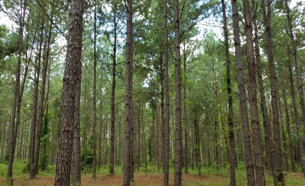 10 Timber Properties to Own This Fall - National Land Realty News