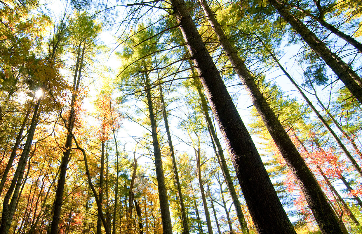 Timber as an Investment - National Land Realty News