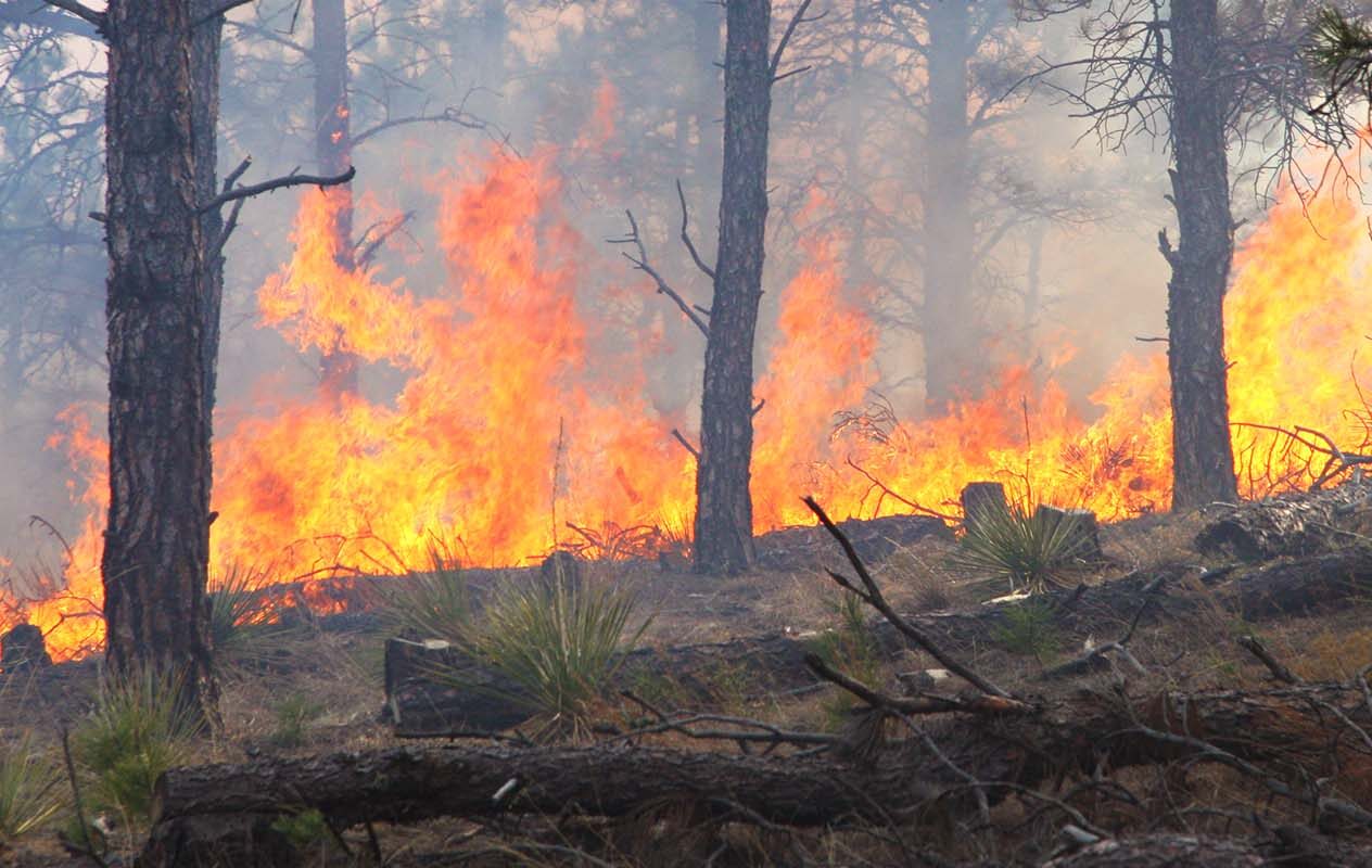 Guide for Burning Your Timberland - National Land Realty News