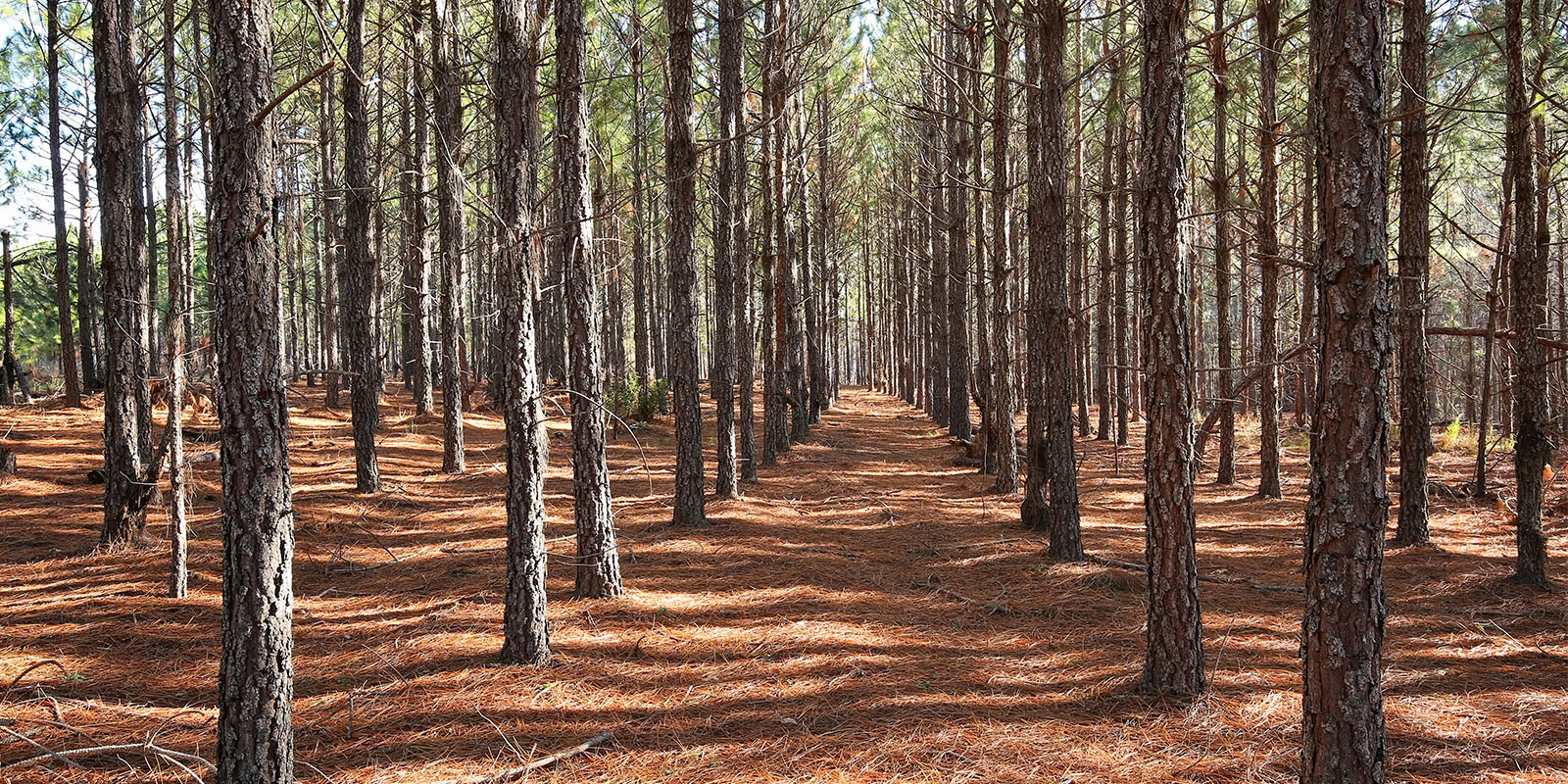 Arbor Day History & Facts - National Land Realty News