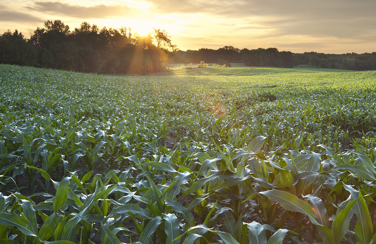 2019 Minnesota Ag Land Marketplace Overview - National Land Realty News