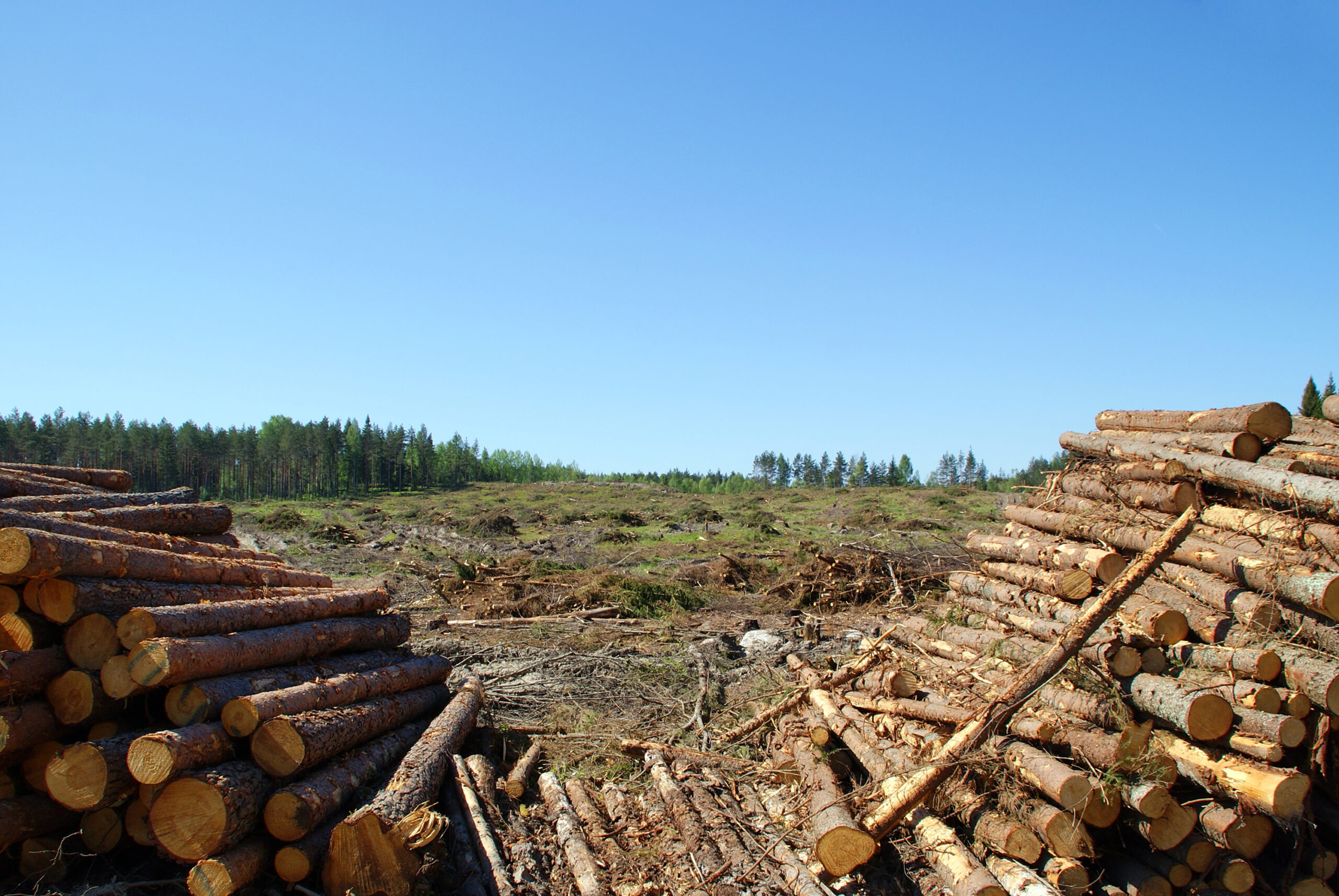 Options for Your Clearcut Timber Tract - National Land Realty News