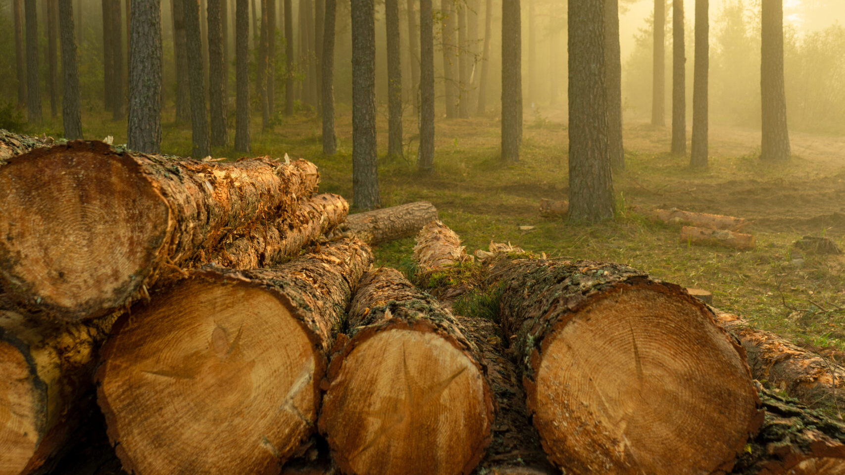 The Value of Timber Management - National Land Realty News