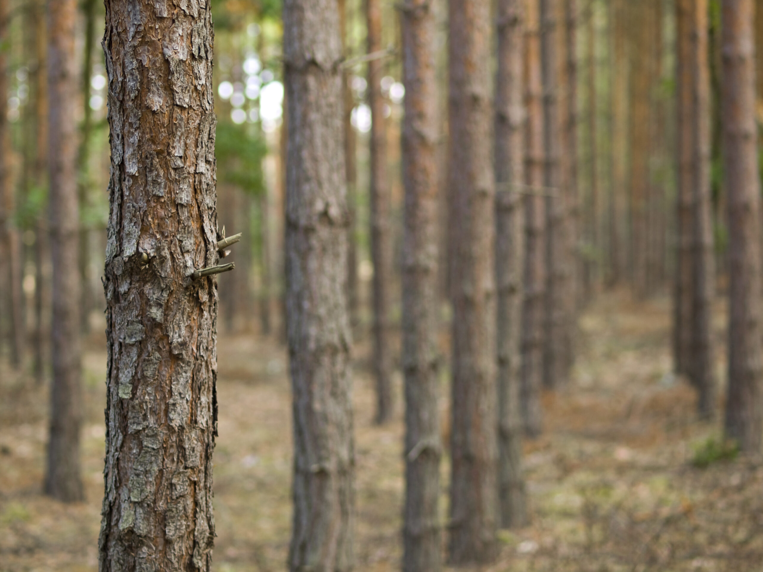 Managing Risk Through Diversification with Timberlands - National Land ...