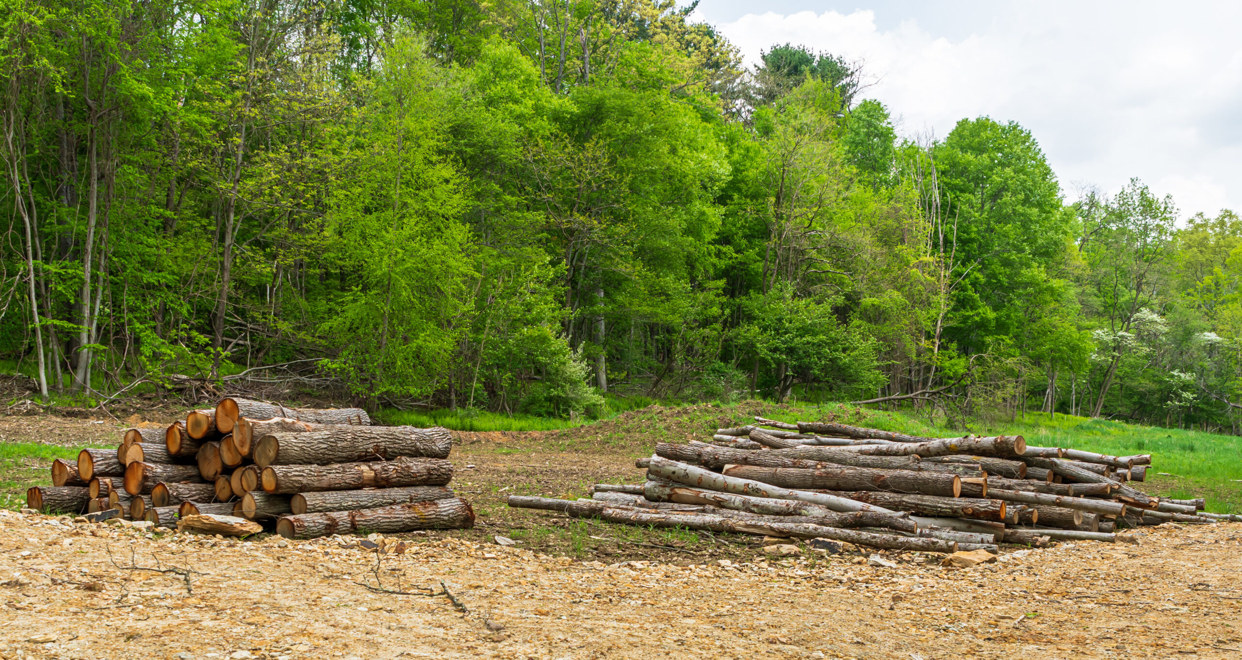 How Timber Investments Work, with Warren Peters - National Land Realty News