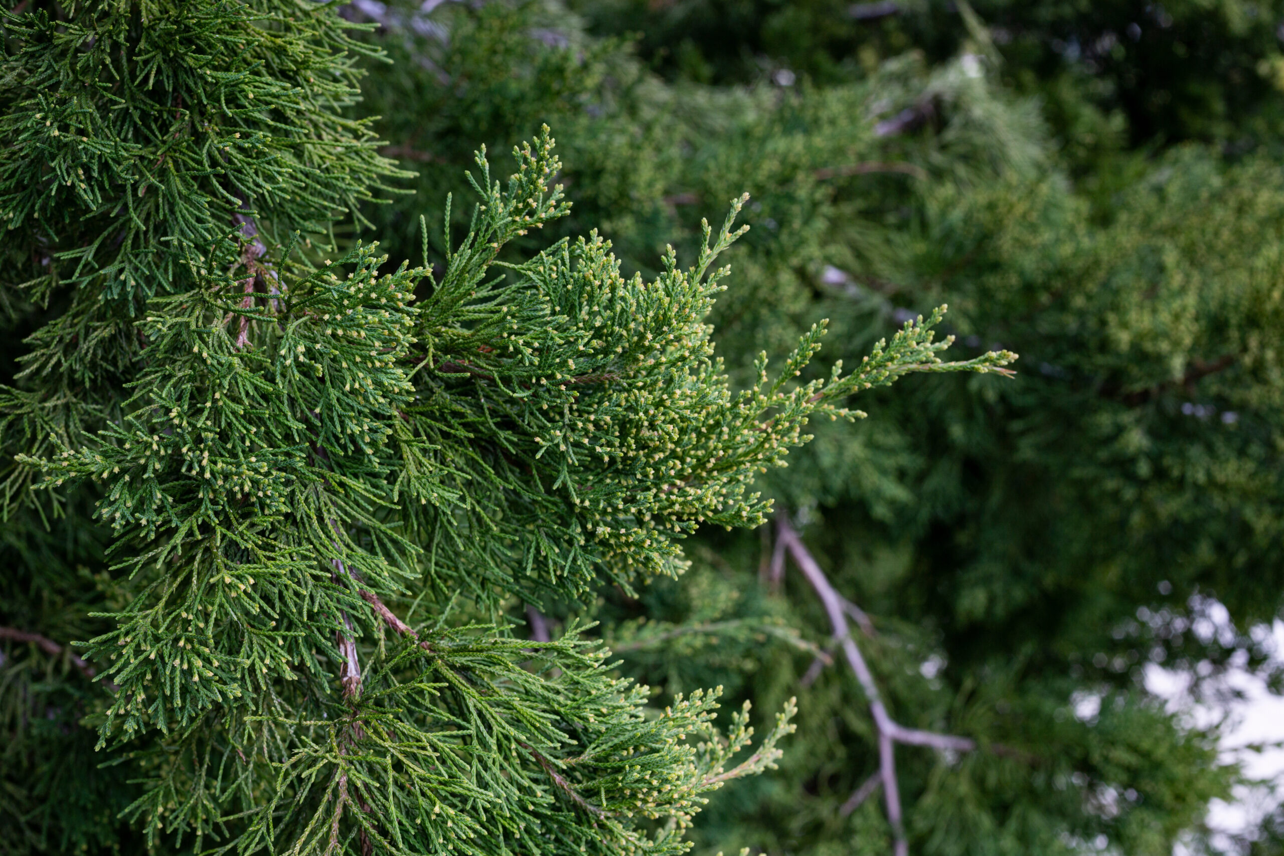 Beneficial Uses of Eastern Red Cedar - National Land Realty News