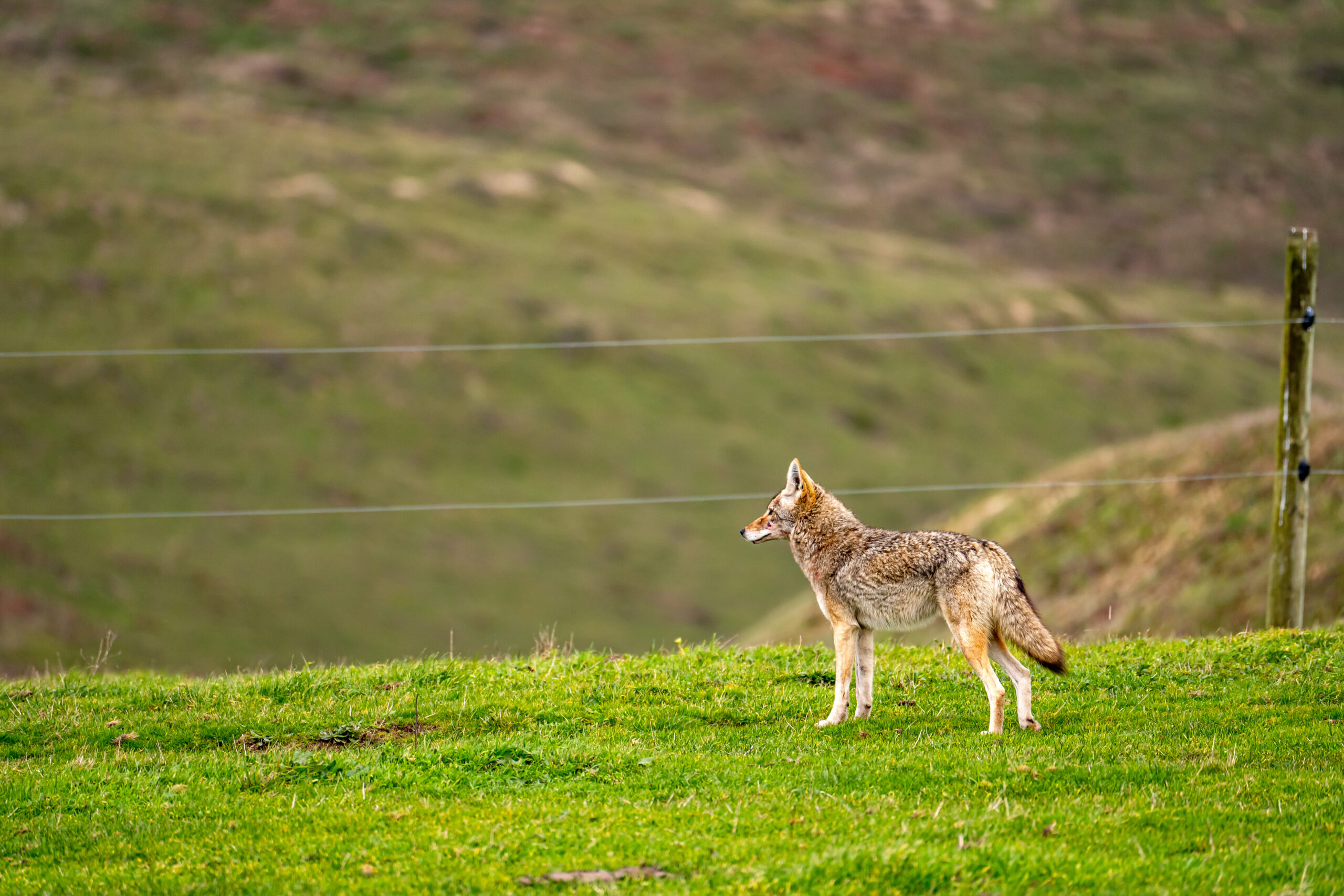 How to Use Snare Traps for Predator Management - National Land Realty News