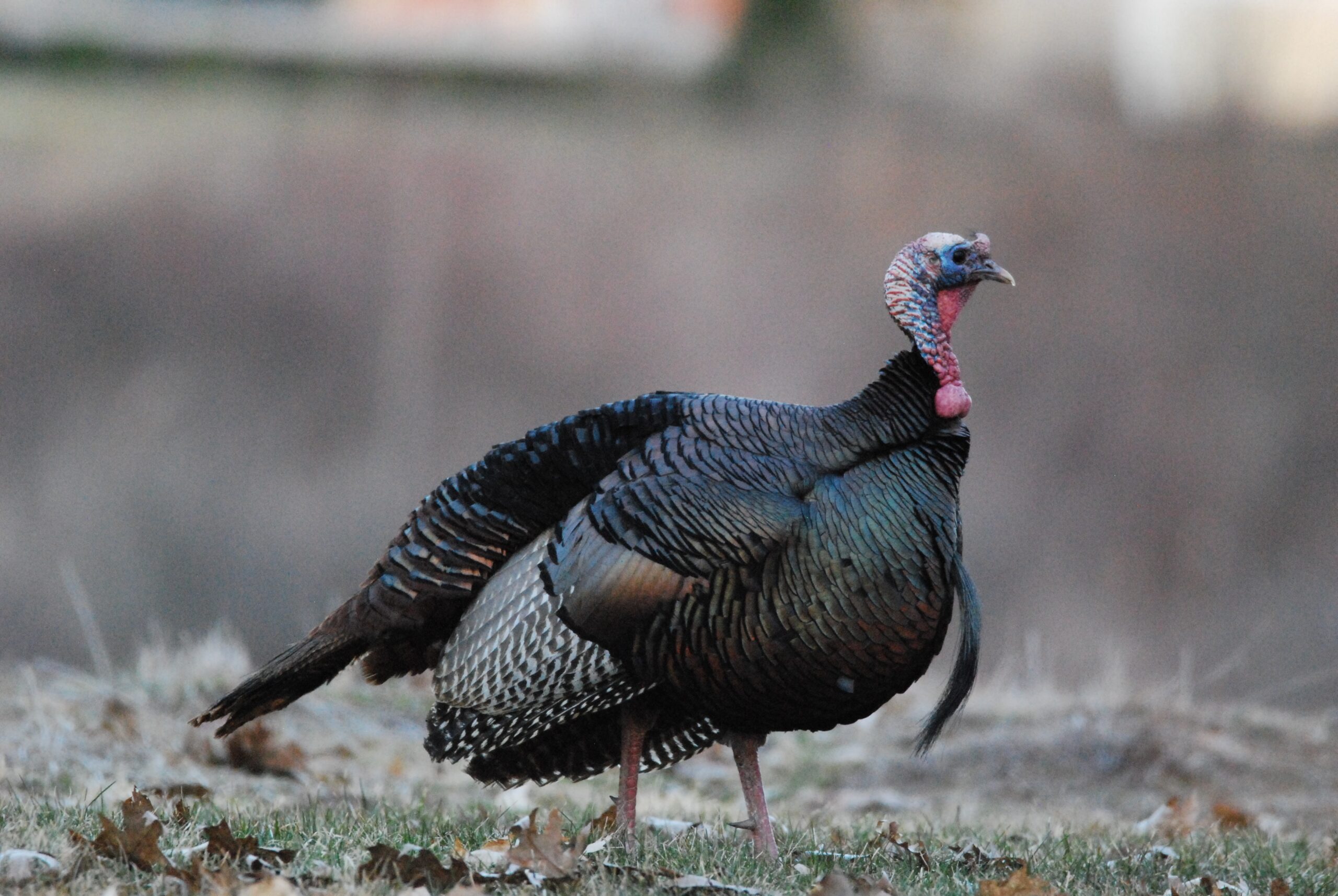 Wild Turkey 101: Turkey Behavior and Current Populations - National ...