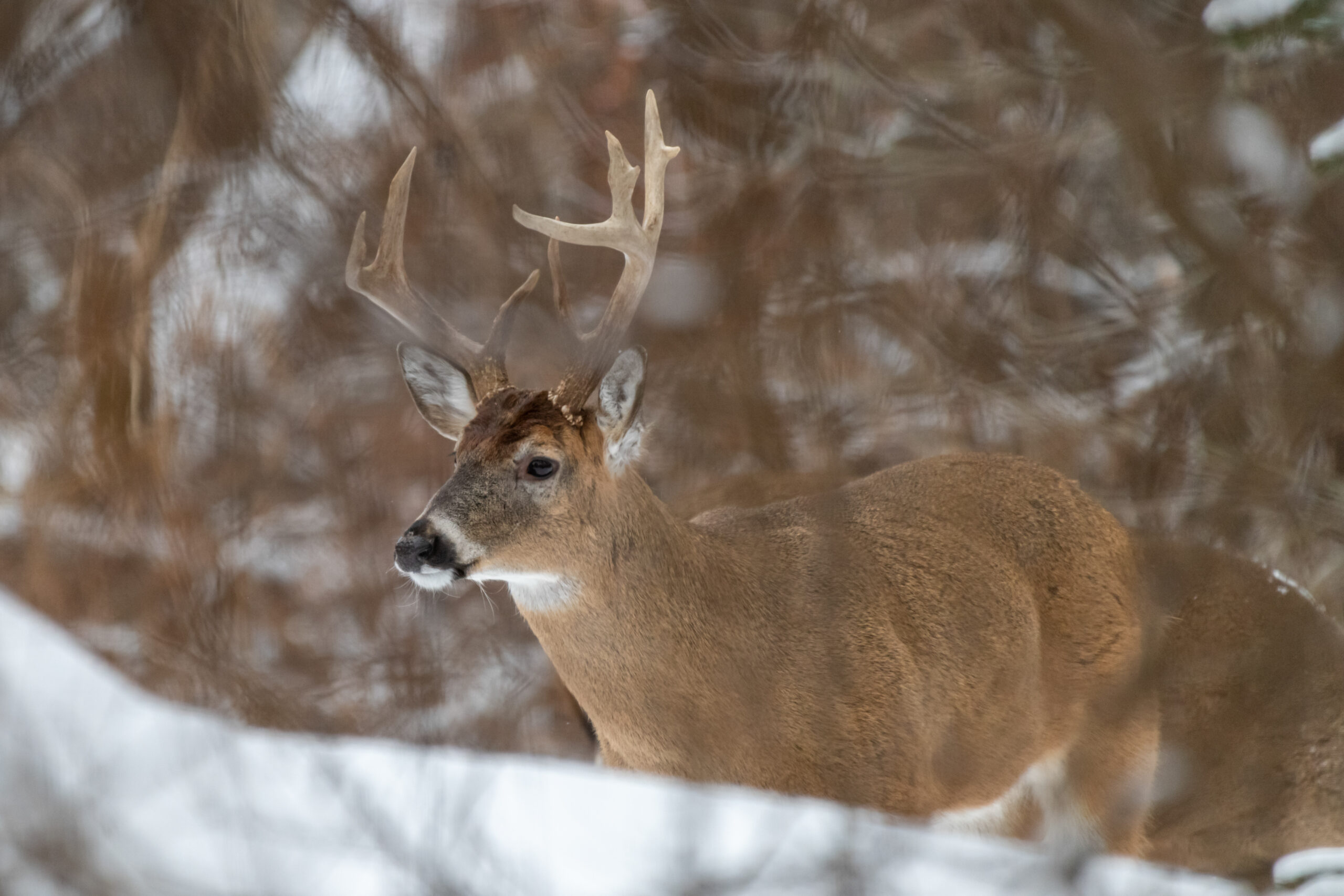 Managing Deer Habitats in the Winter - National Land Realty News