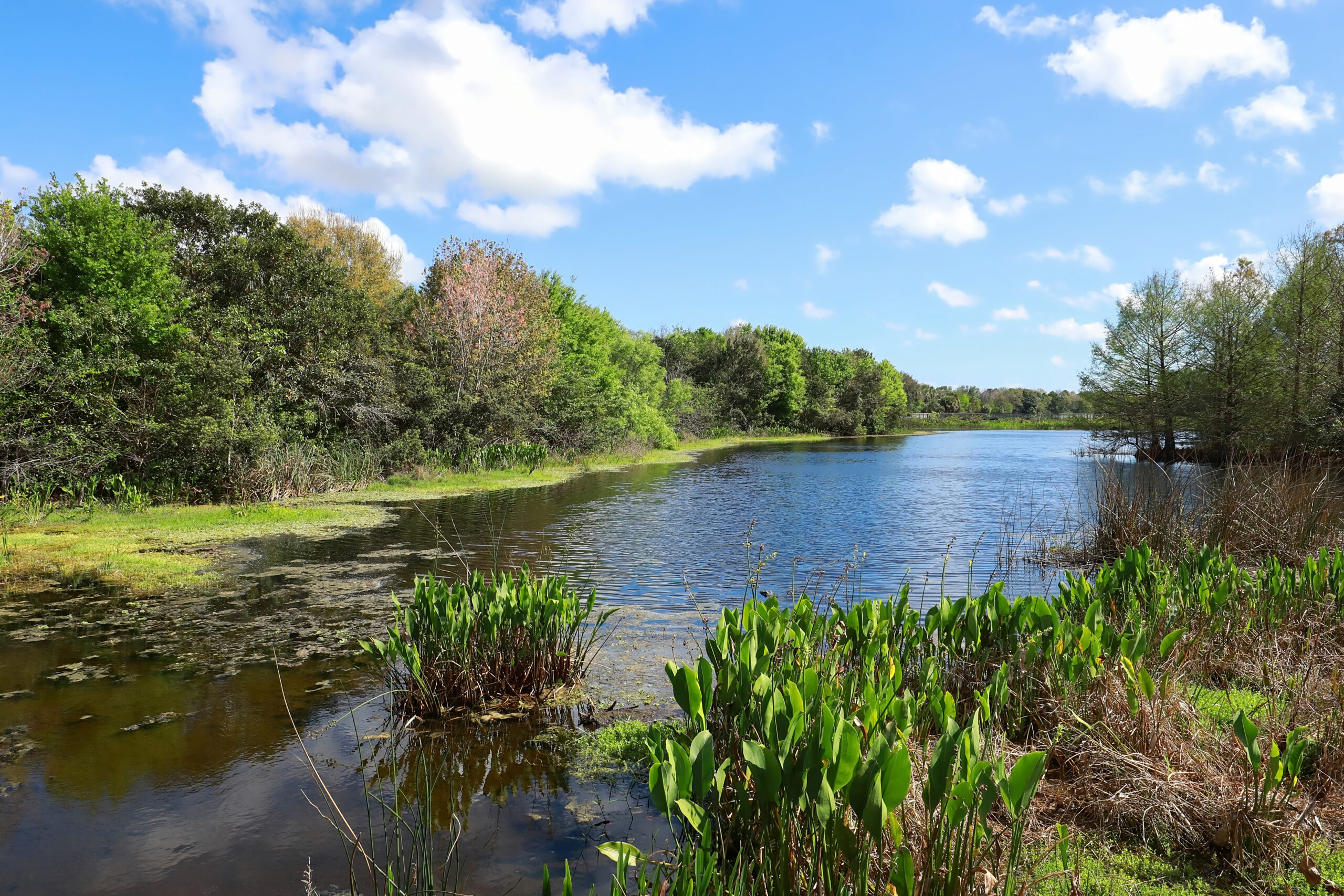 Can I Build On My Wetlands? - National Land Realty News