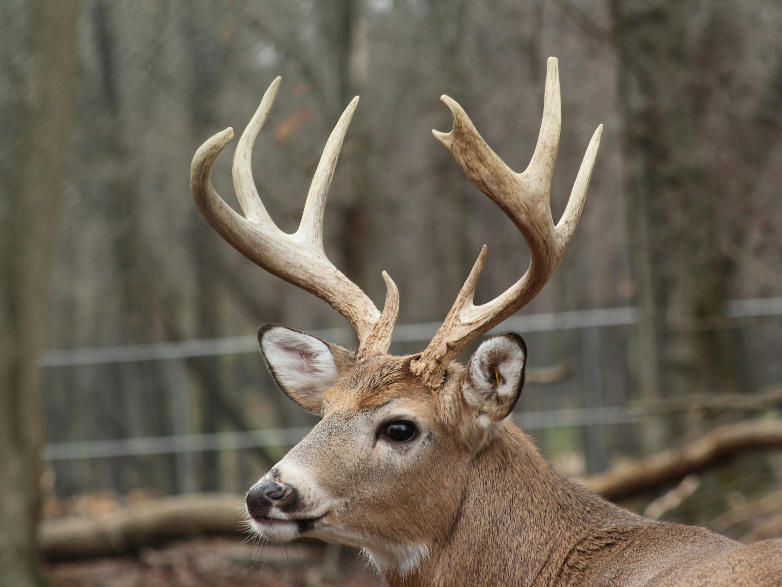 How Proper Buck/Doe Ratio Grows the Herd - National Land Realty News