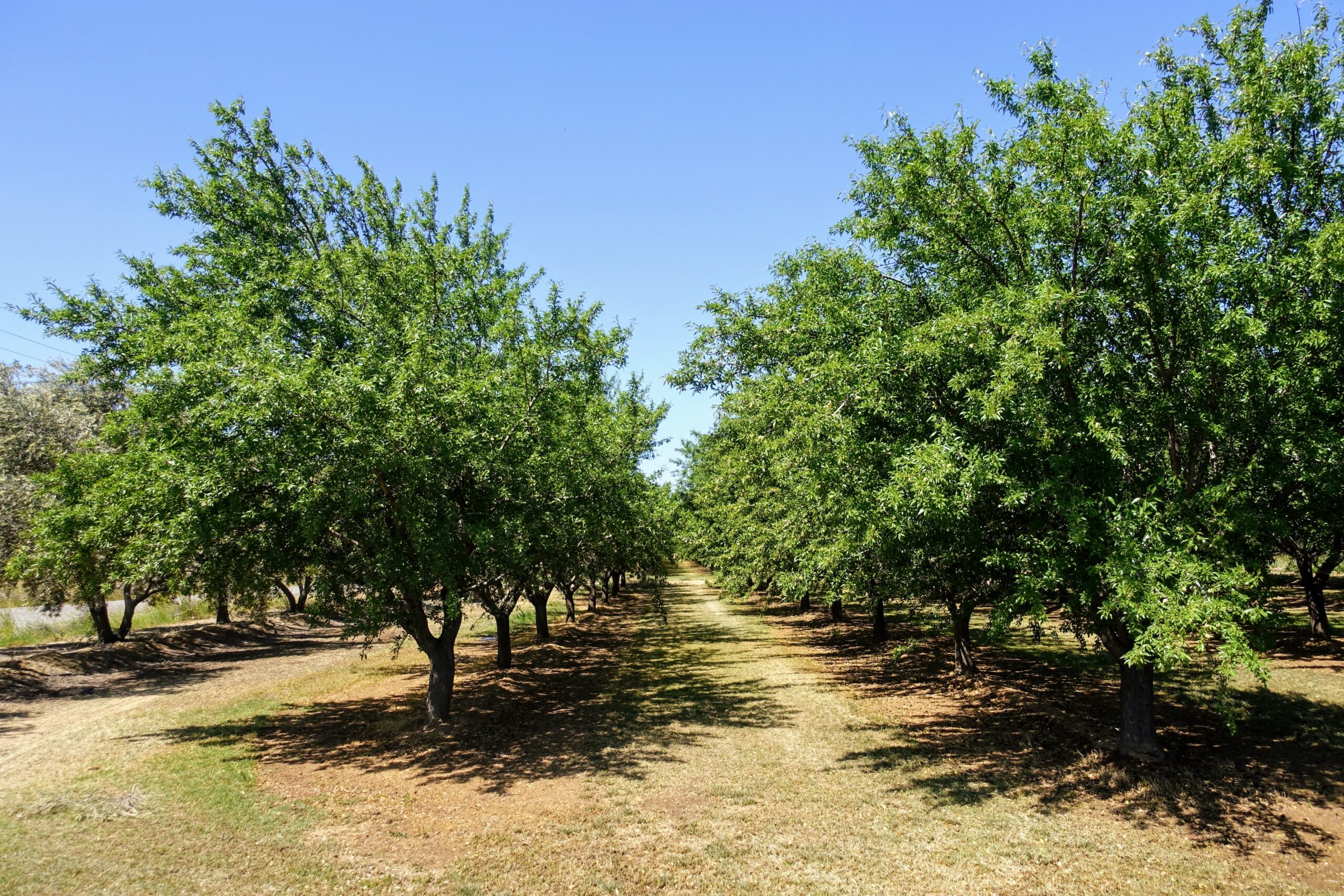 Opportunities in the California Almond Tree Farm Market in 2024 ...