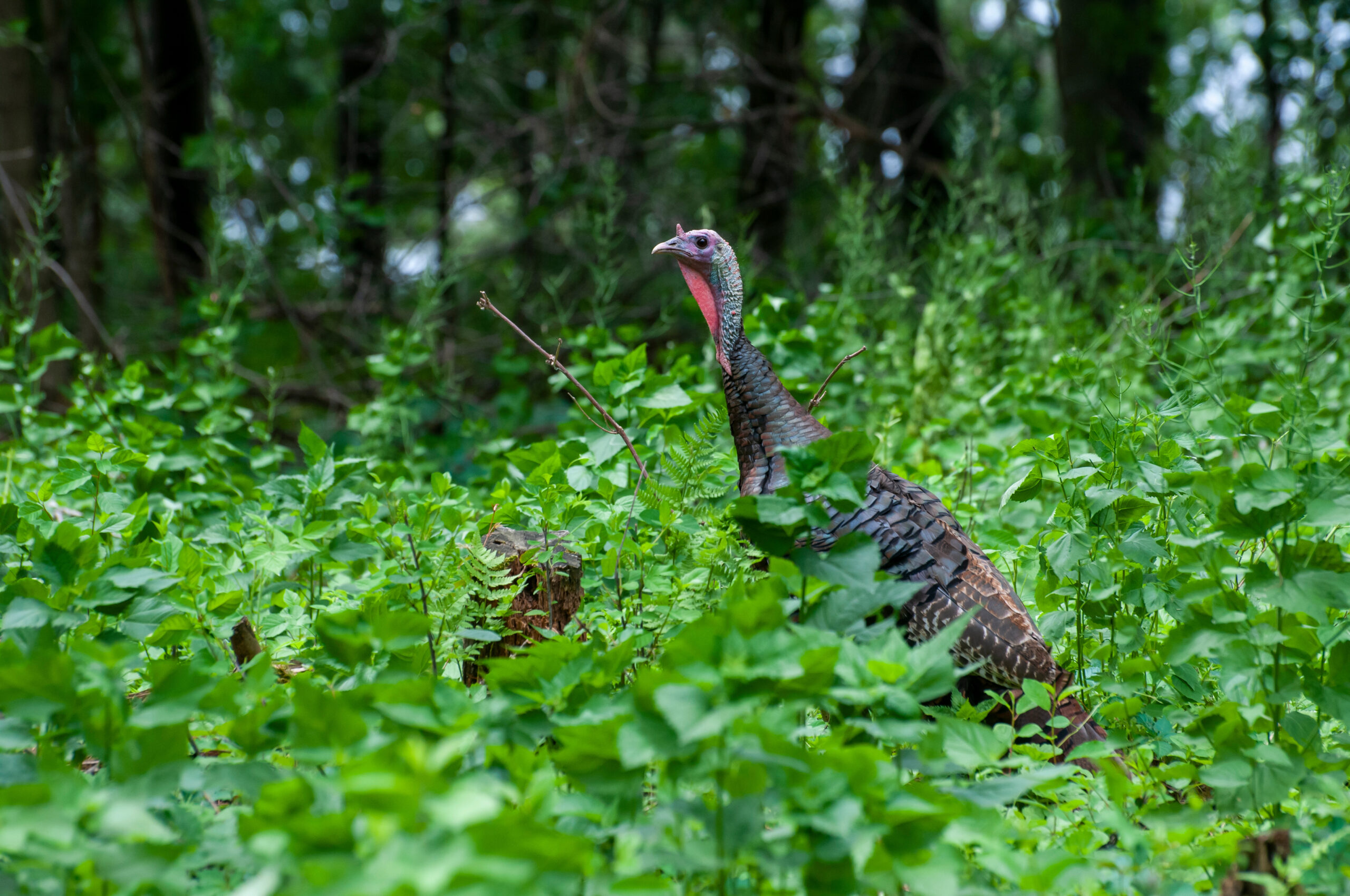 How to Protect Turkey Populations During the Offseason - National Land ...