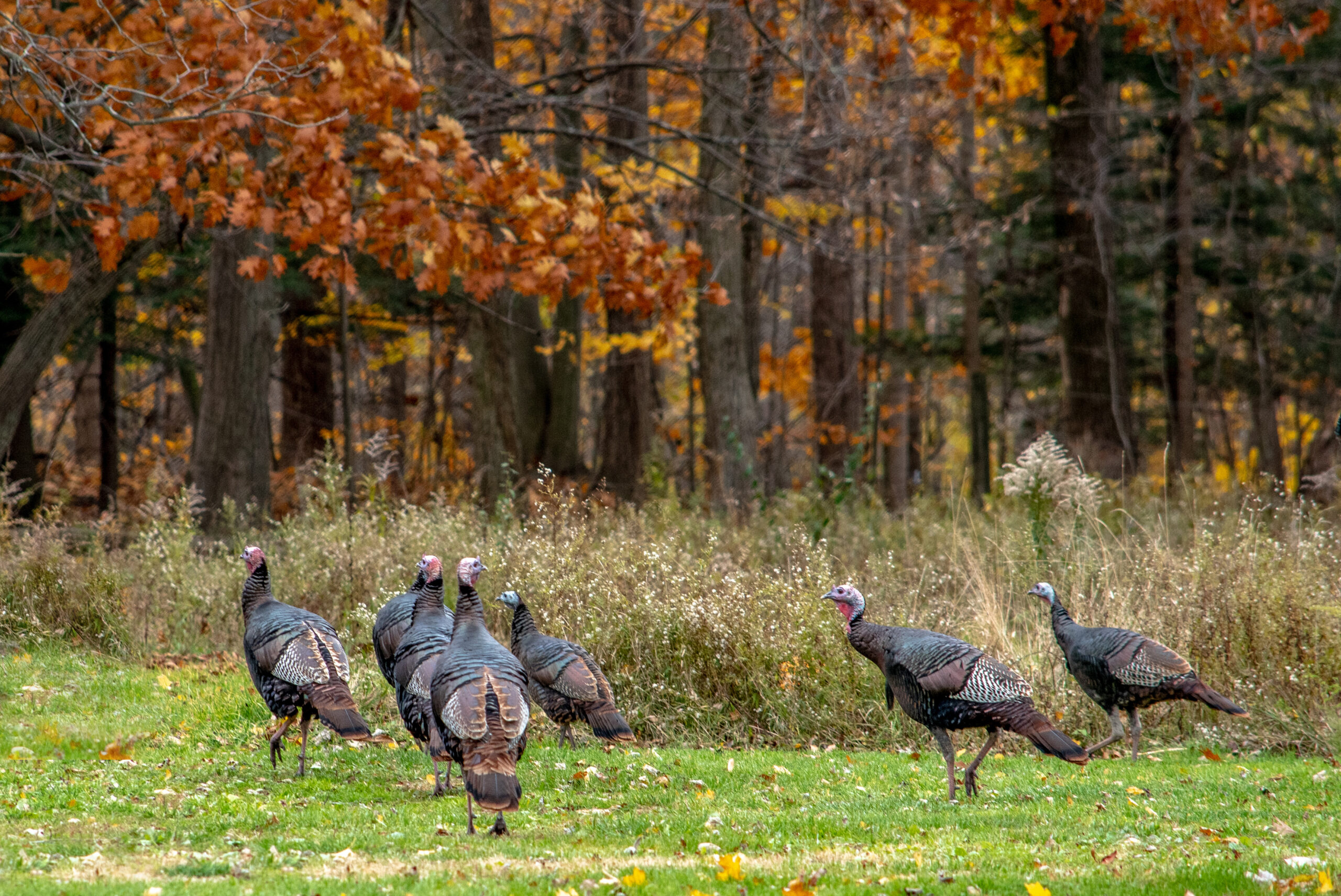 Understanding Photoperiod in Turkeys - National Land Realty News